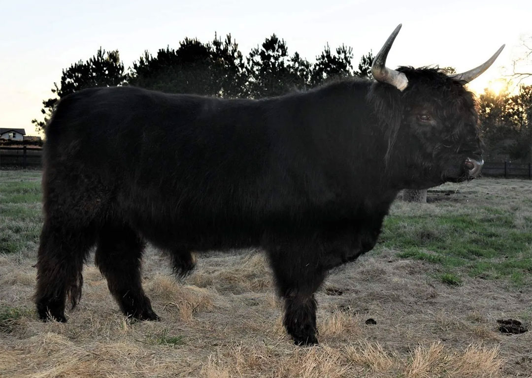 Heartland Highland Cattle Association - Classifieds