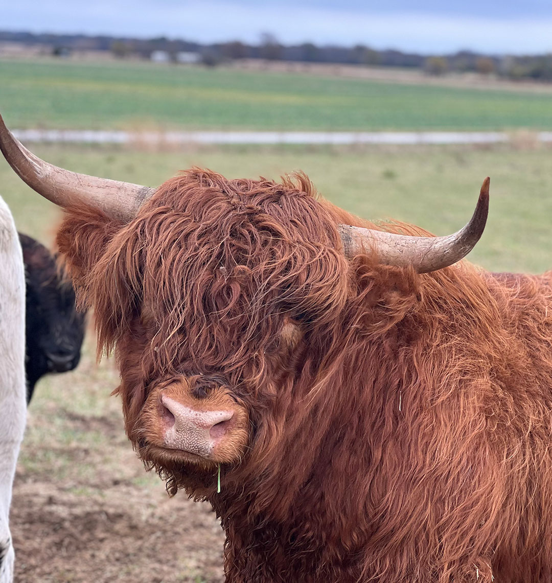 Heartland Highland Cattle Association - Classifieds