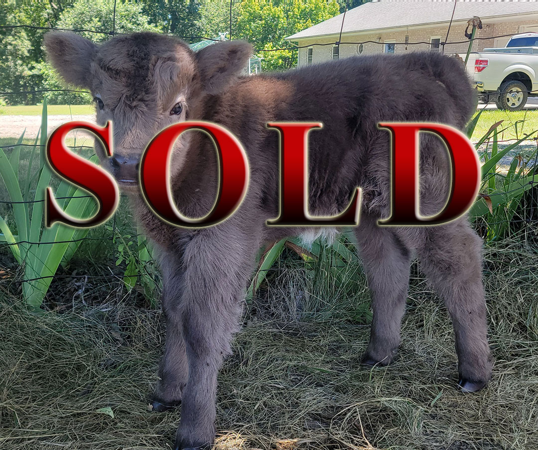 Heartland Highland Cattle Association - Classifieds