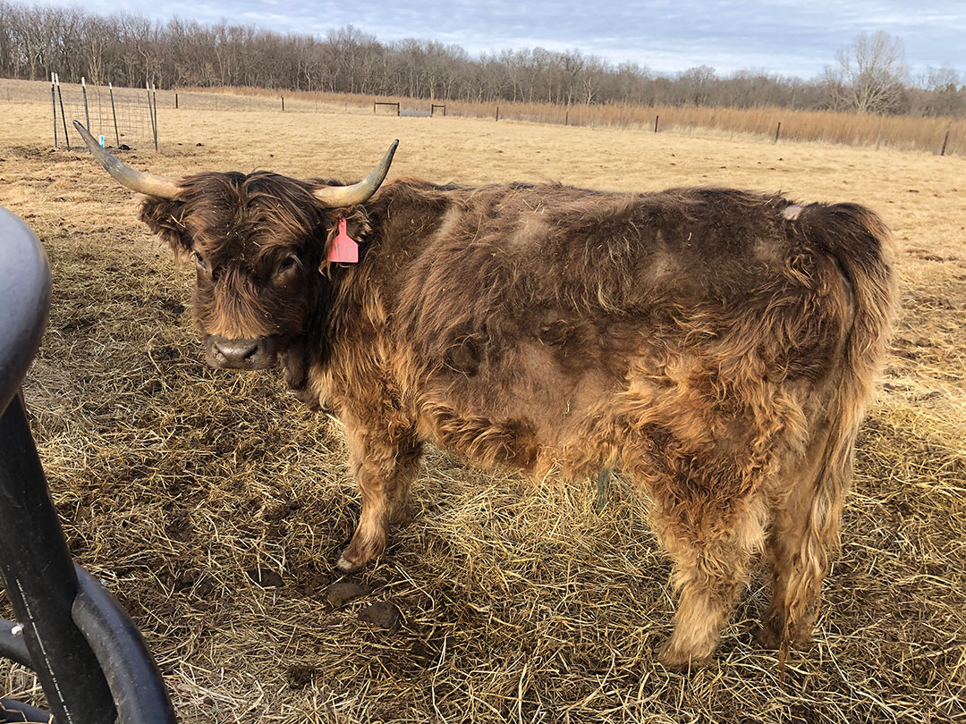 Heartland Highland Cattle Association - Classifieds