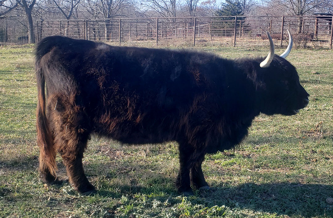 Heartland Highland Cattle Association - Classifieds