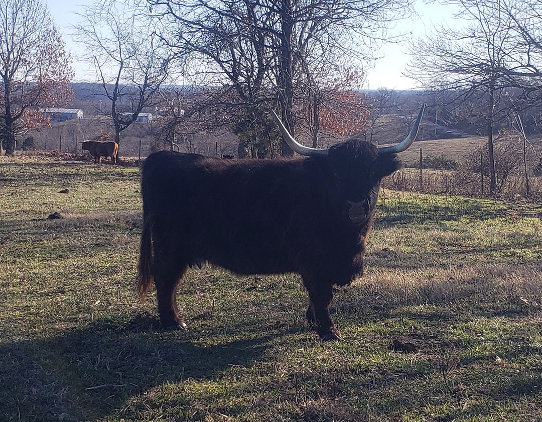 Heartland Highland Cattle Association - Classifieds