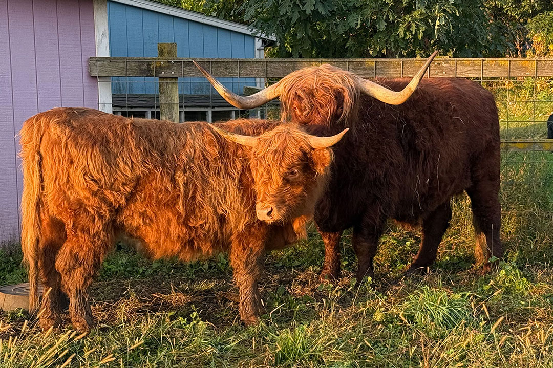 Heartland Highland Cattle Association - Classifieds